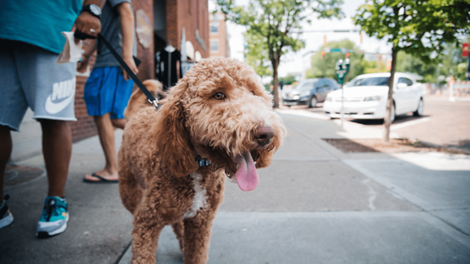 Dogs - Oxford Loves Dogs - Enjoy Oxford
